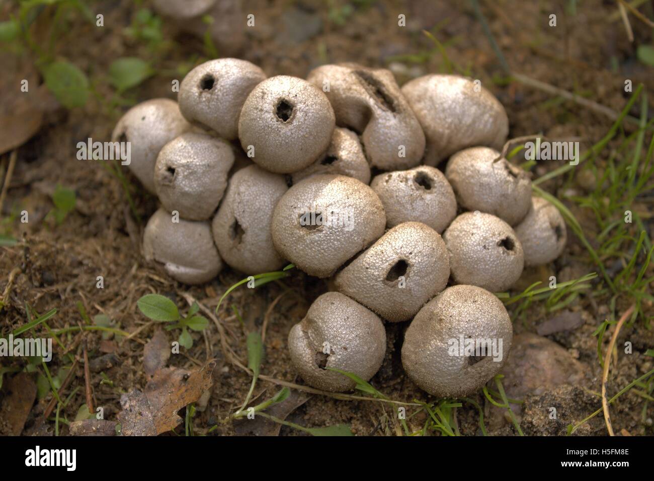 Cluster of Puff Balls in Osceola County, Michigan Stock Photo - Alamy