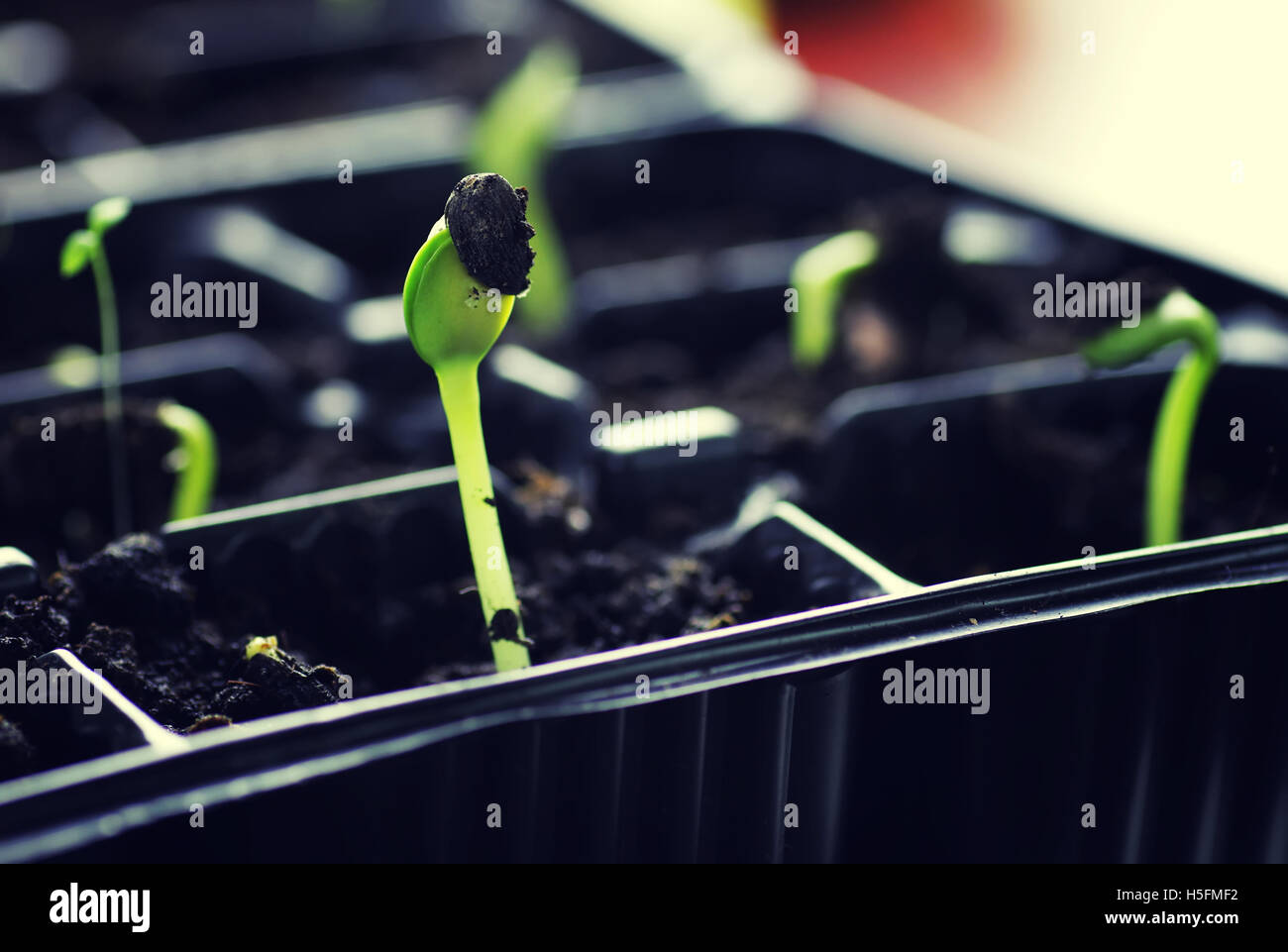 box with small sprout from seeds Stock Photo - Alamy