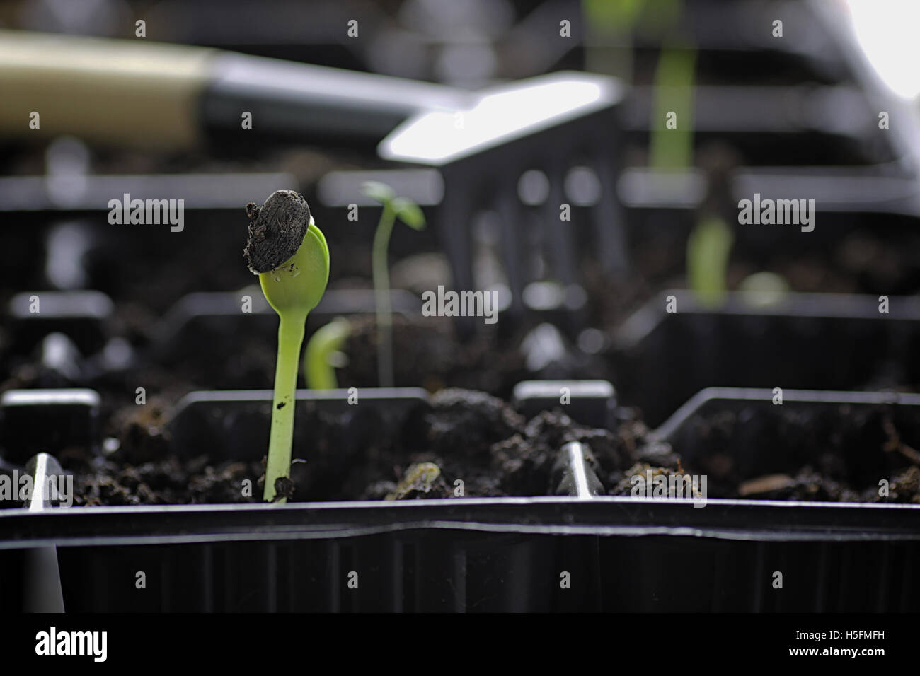 small sprout from seeds Stock Photo - Alamy