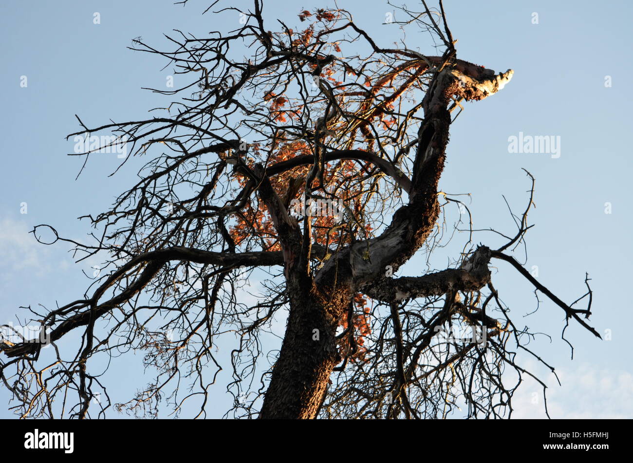 Arbutus tree hi-res stock photography and images - Alamy