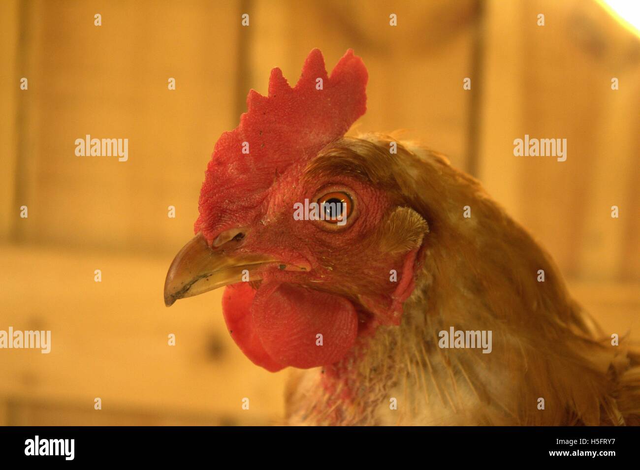 Old Isa Brown Biddy Hen in The Coop Stock Photo - Alamy