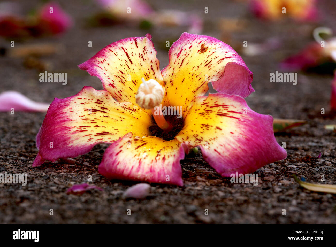 Baobab flower hi-res stock photography and images - Alamy