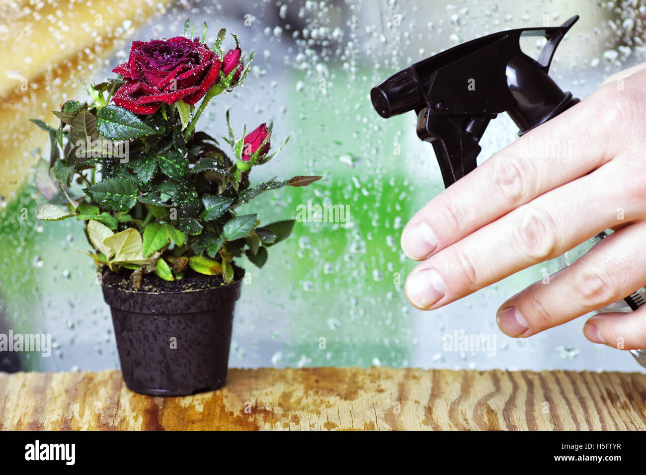 rose drop pot macro Stock Photo - Alamy
