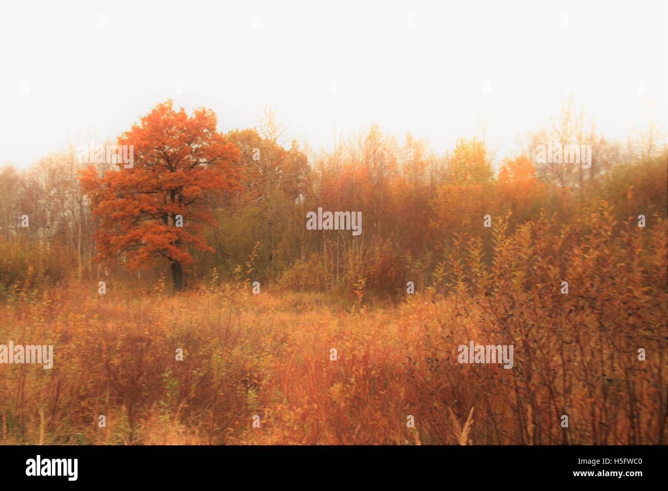 Summer fall transition hi-res stock photography and images - Alamy