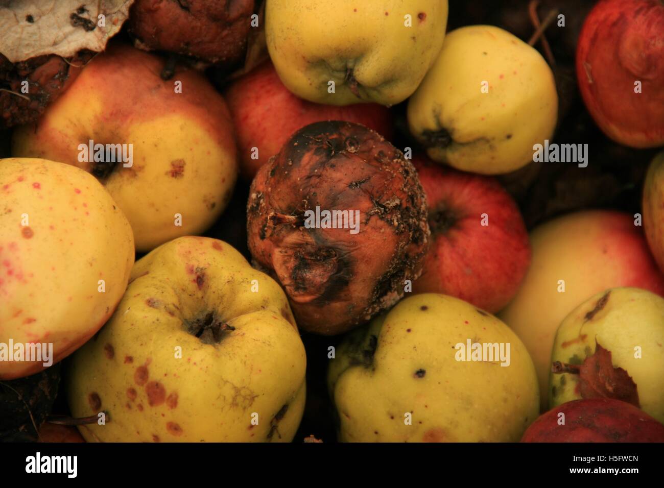 Rotten apples hi-res stock photography and images - Alamy