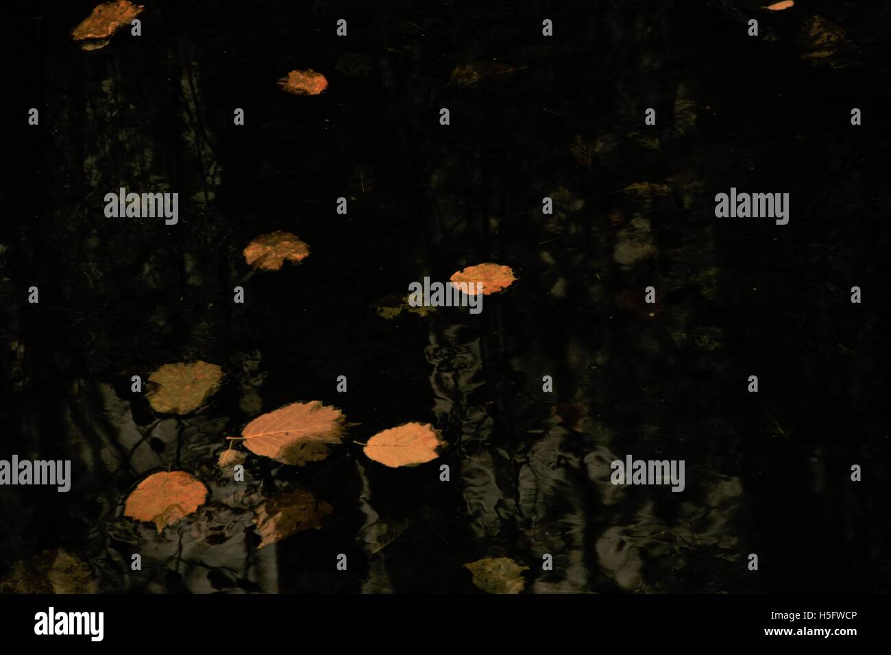 Shedding of leaves hi-res stock photography and images - Alamy