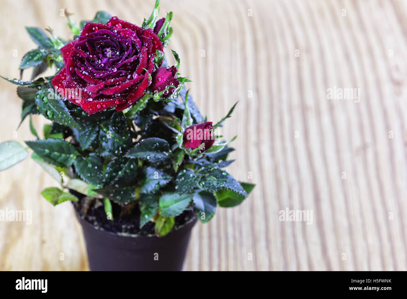 rose drop pot macro Stock Photo - Alamy