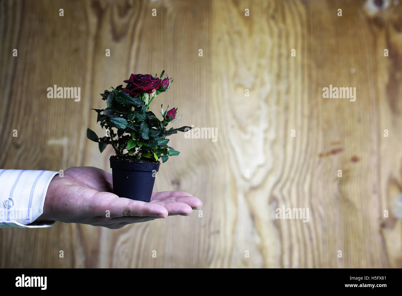 Rose in a hand man Stock Photo - Alamy
