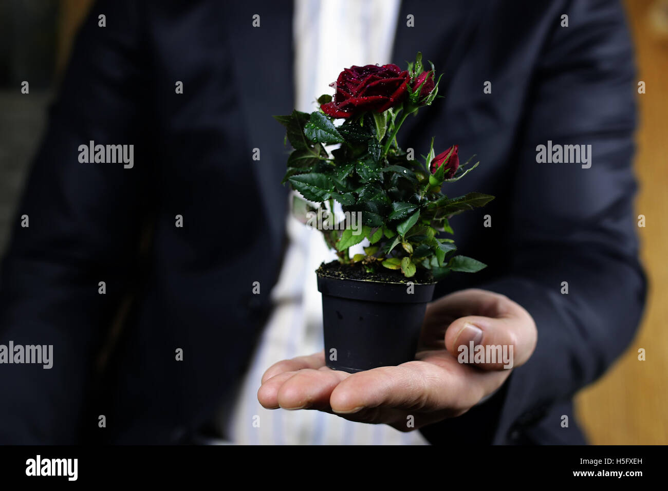 Rose in hand man suit Stock Photo - Alamy