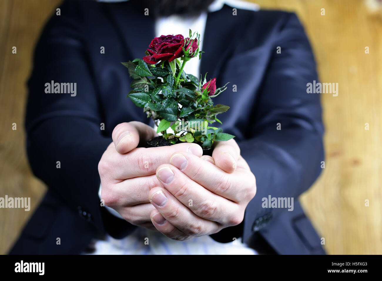 Rose in hand man suit Stock Photo - Alamy