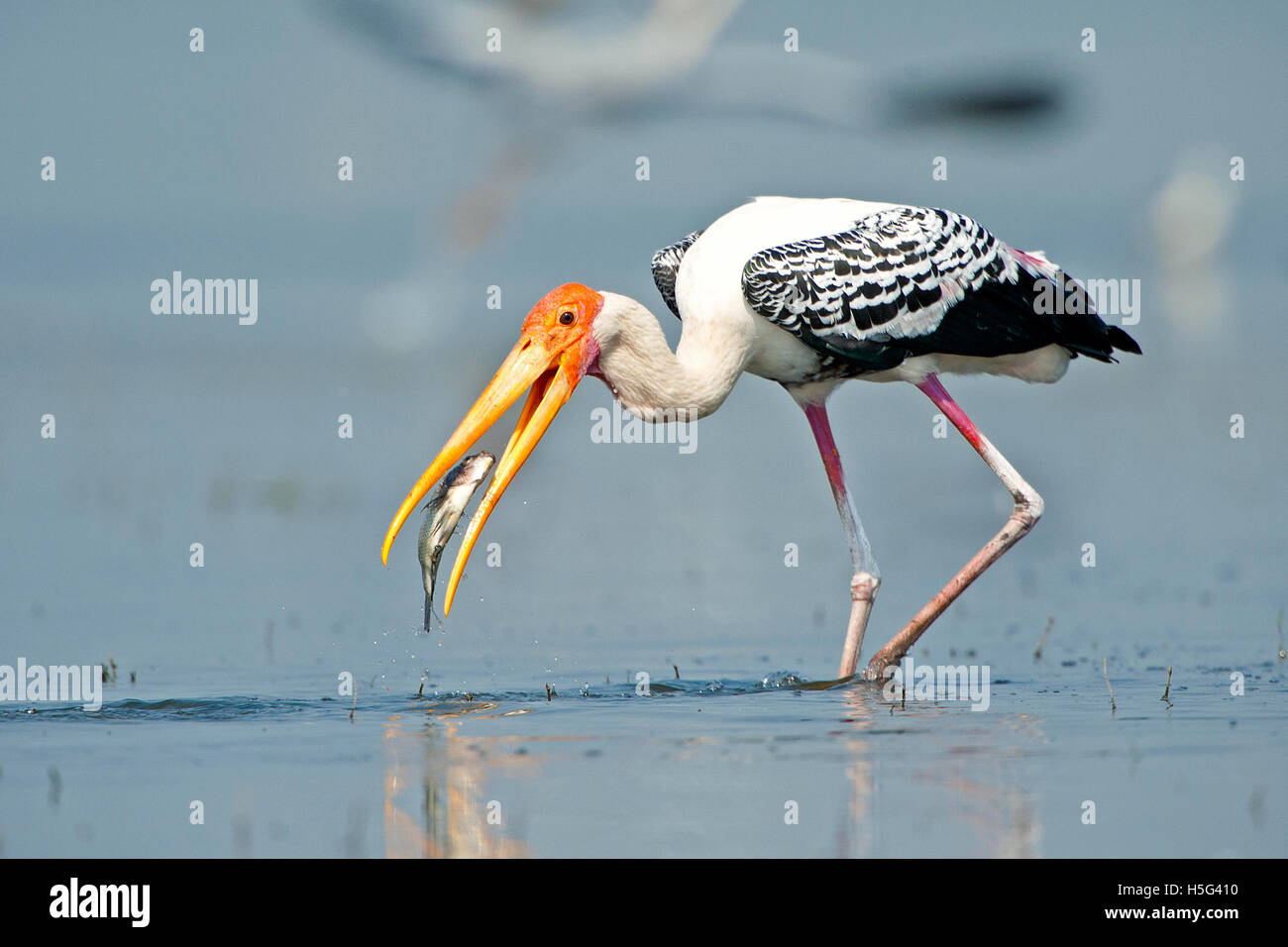 The image of Painted stork (Mycteria leucocephala) with catch fish near ...