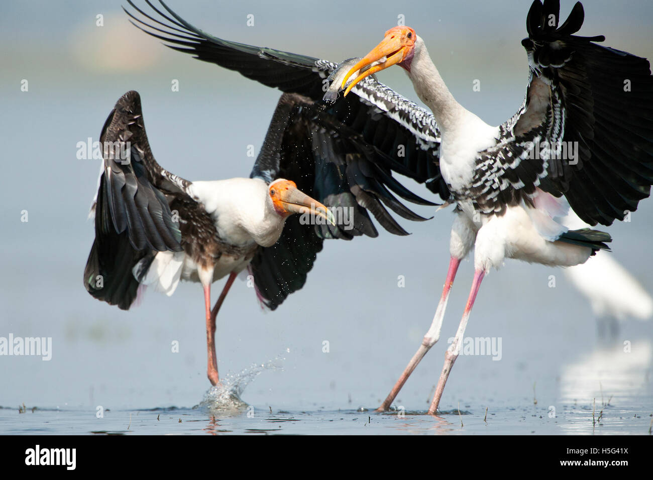 Stork fight hi-res stock photography and images - Alamy