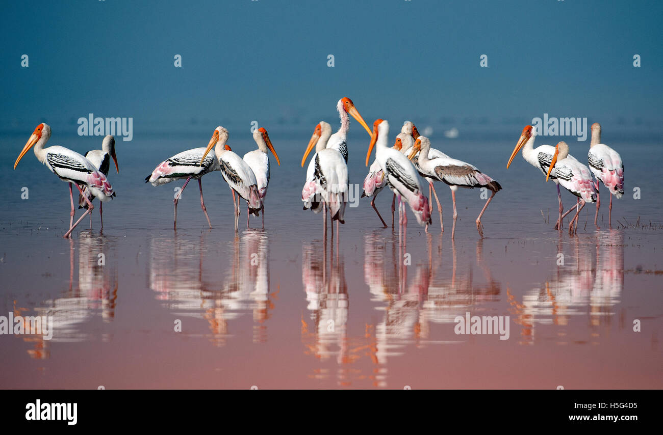 Painted stork mycteria leucocephala flock birds wetland water hi-res ...