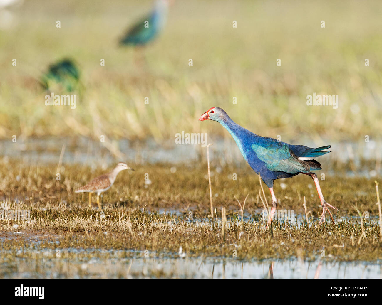 Purple moorhen hi-res stock photography and images - Alamy