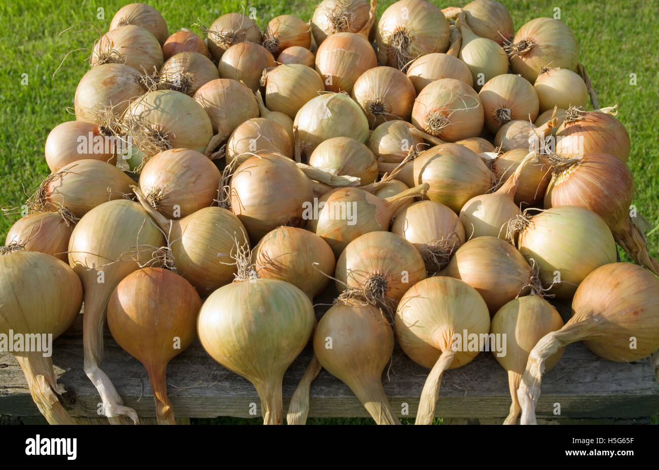 Centurion onions hi-res stock photography and images - Alamy