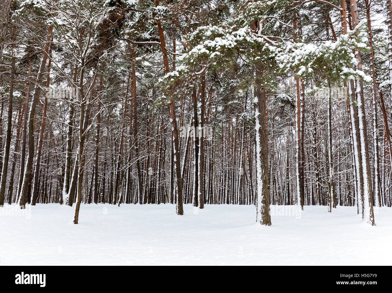 Winter landscape with pine trees covered with snow Stock Photo - Alamy