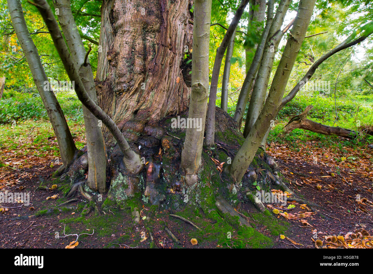 Sweet Chestnut Castanea sativa trunk and new growth on an historic tree ...