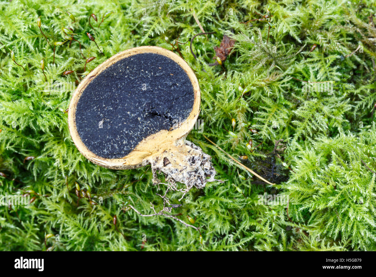 Section common puffball hi-res stock photography and images - Alamy
