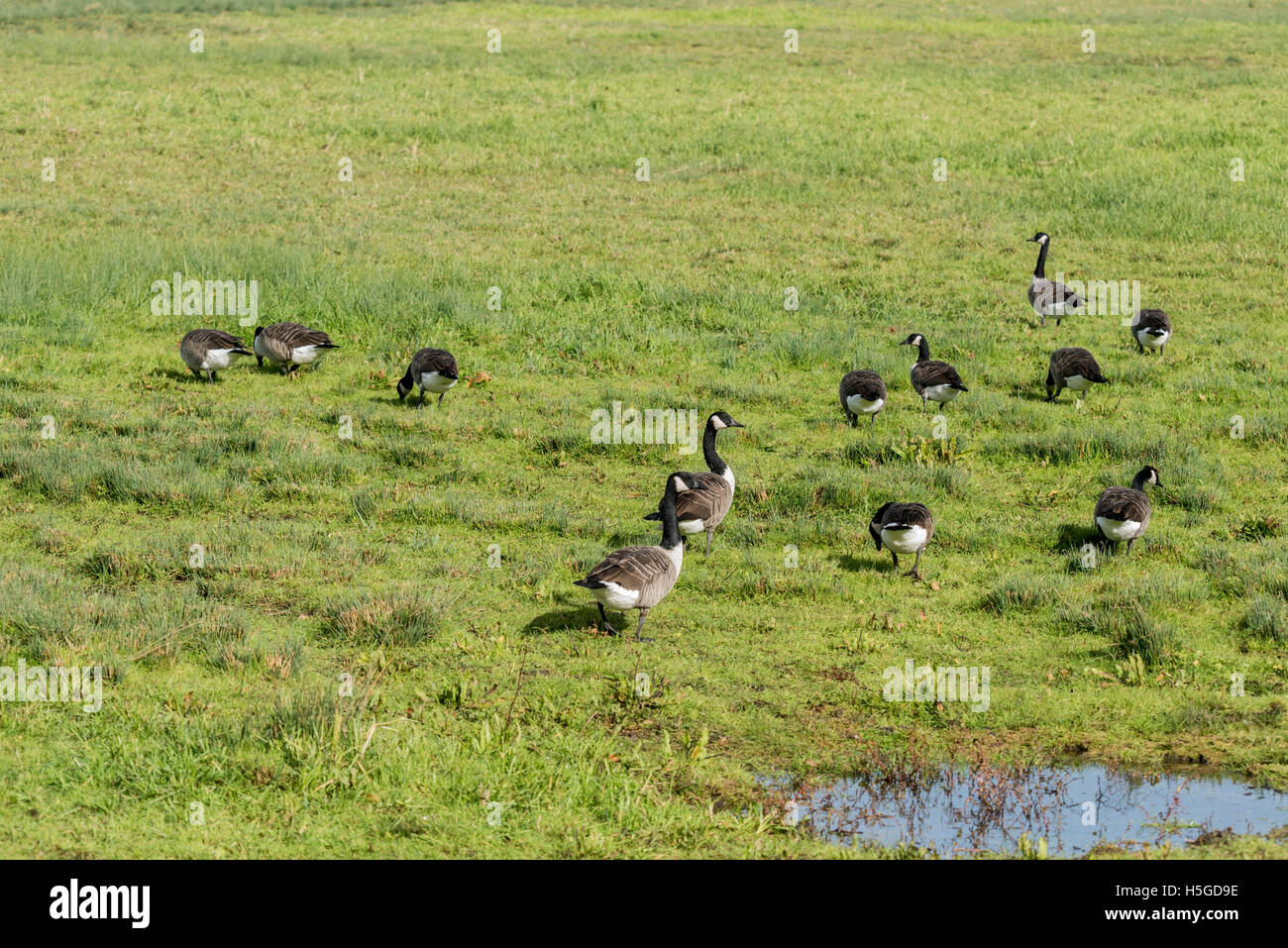 A small flock of Canada Geese feeding Stock Photo - Alamy