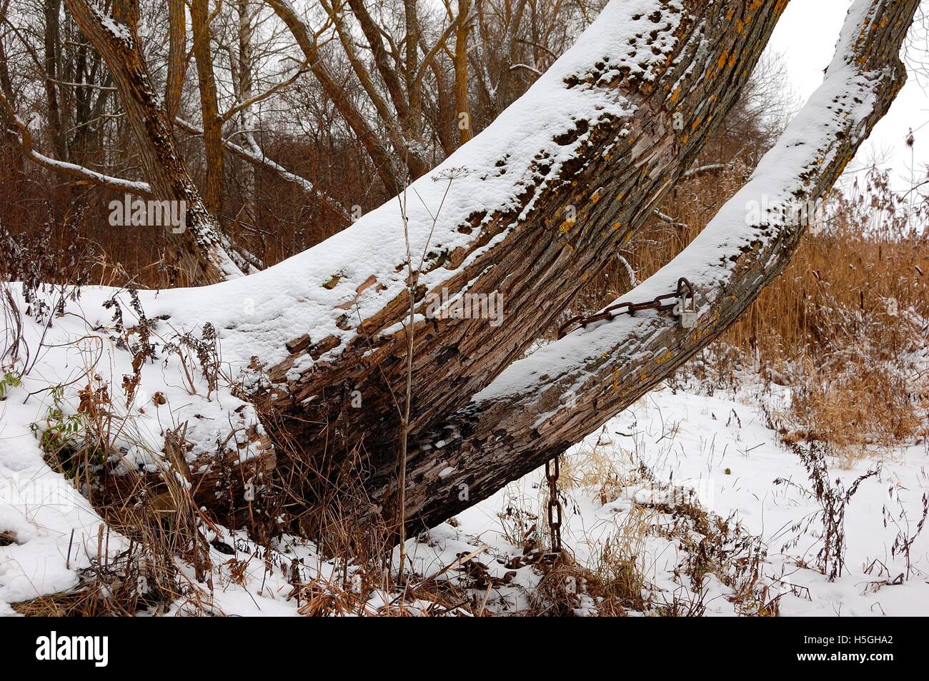 the tree trunk which is slightly covered with snow Stock Photo - Alamy