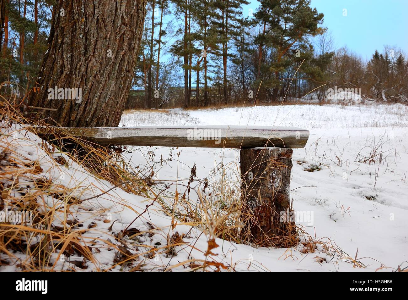 interesting wooden bench at trees on a winter glade Stock Photo - Alamy