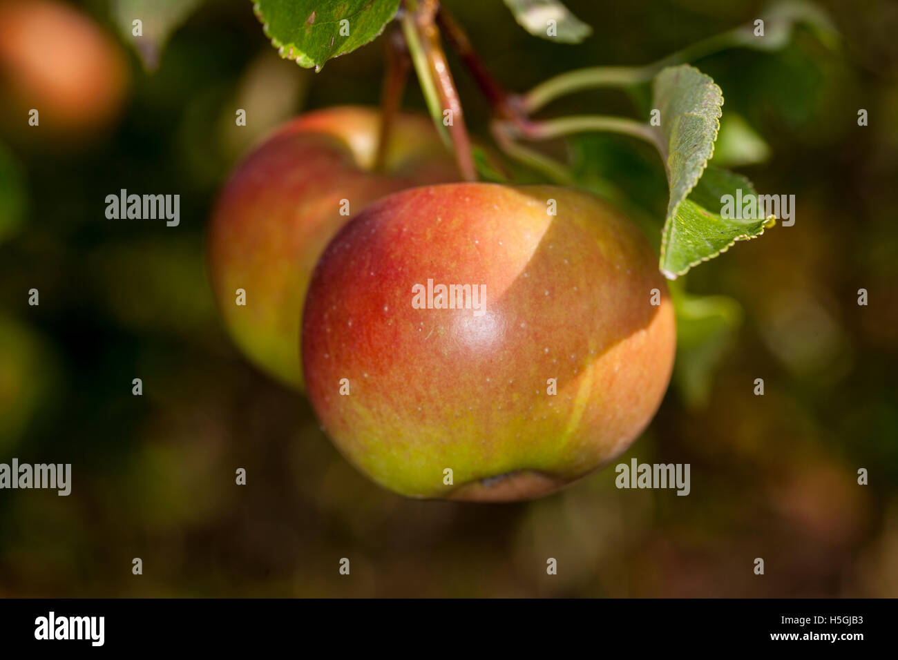 red apple growing on apple tree Stock Photo - Alamy