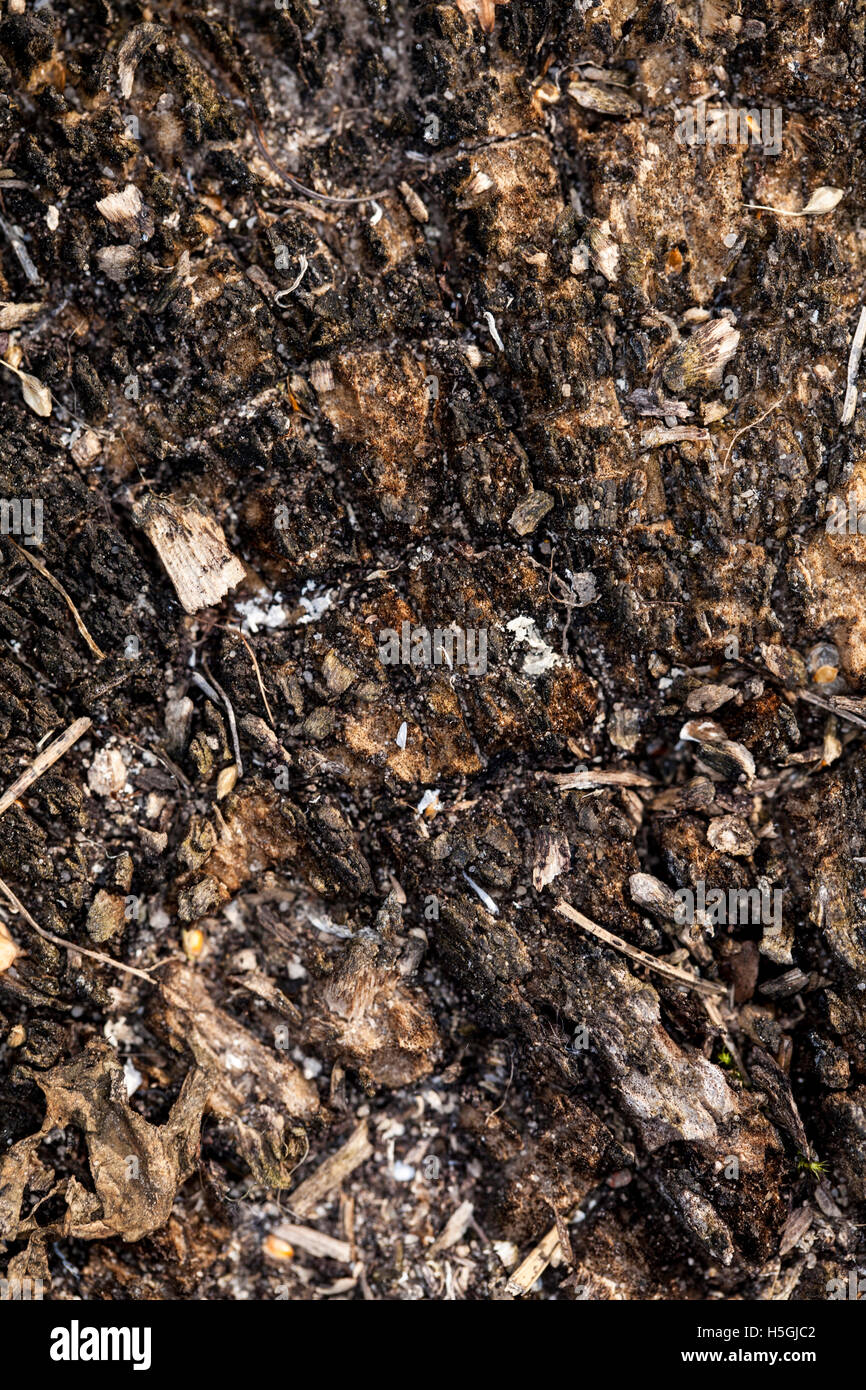 rotten tree stump Stock Photo - Alamy