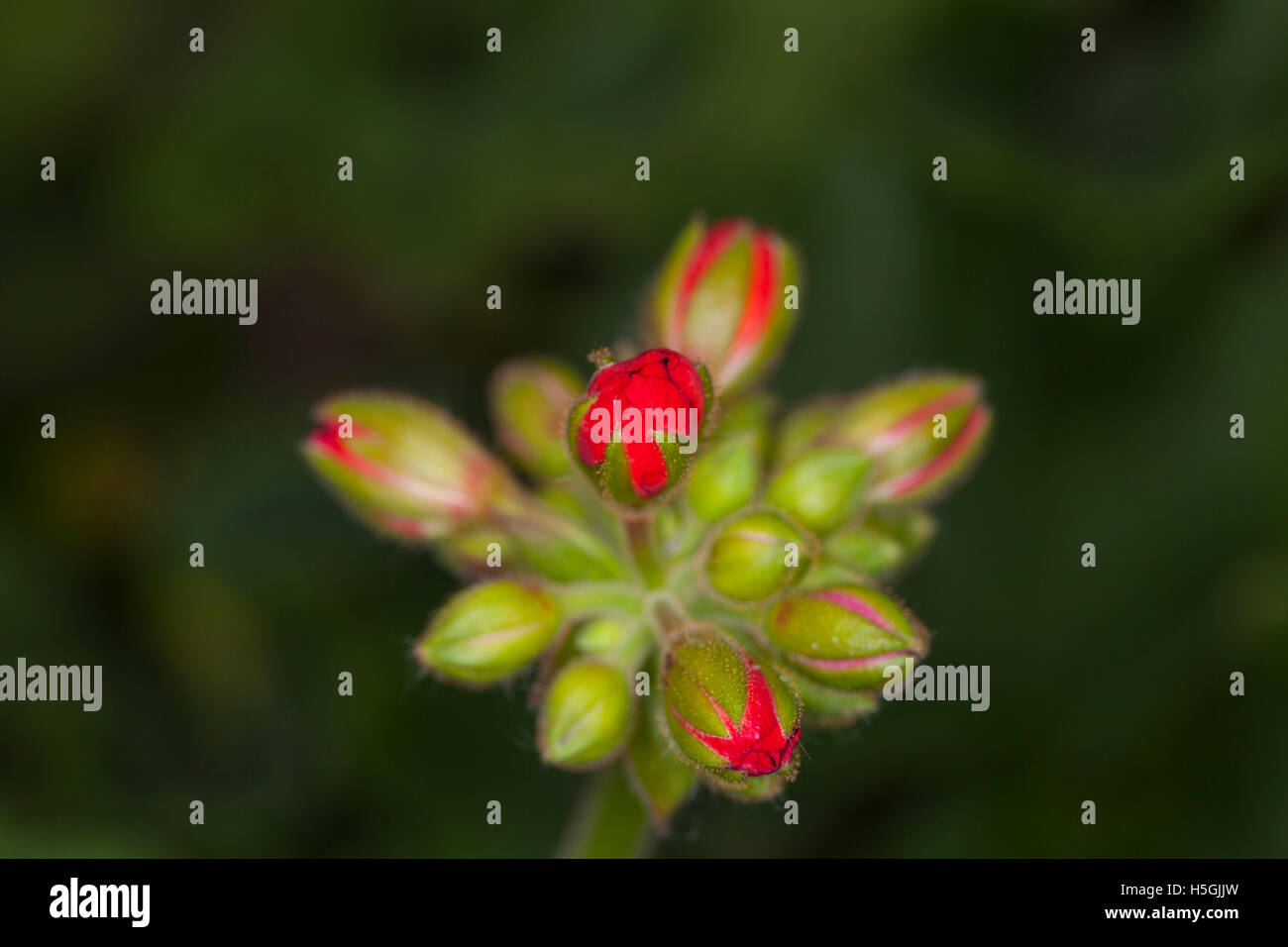 beautiful small red flower, top view Stock Photo - Alamy
