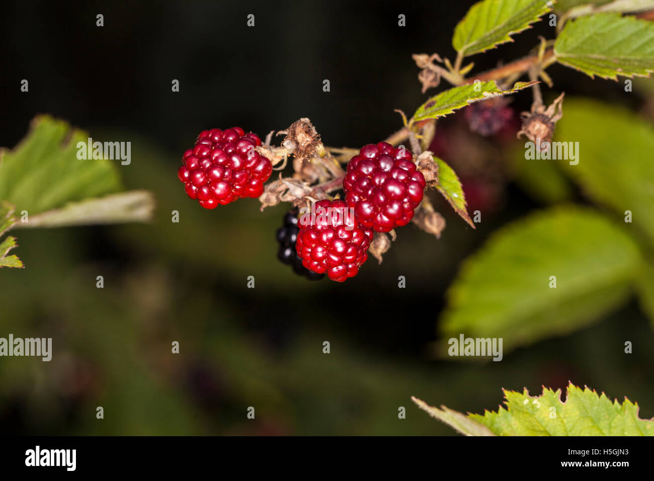 red blackberries growing in nature Stock Photo - Alamy