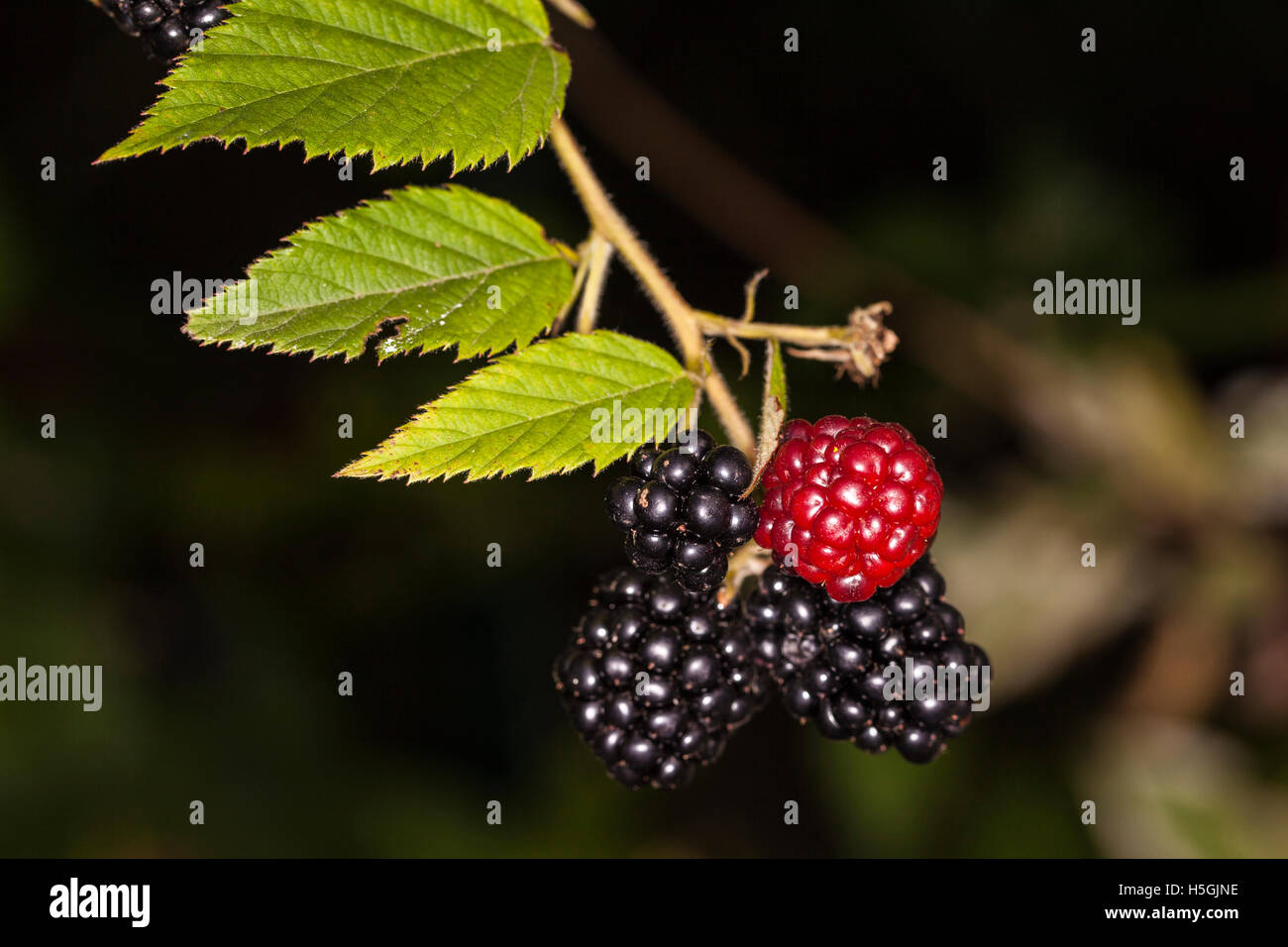 red and black blackberries edible Stock Photo - Alamy