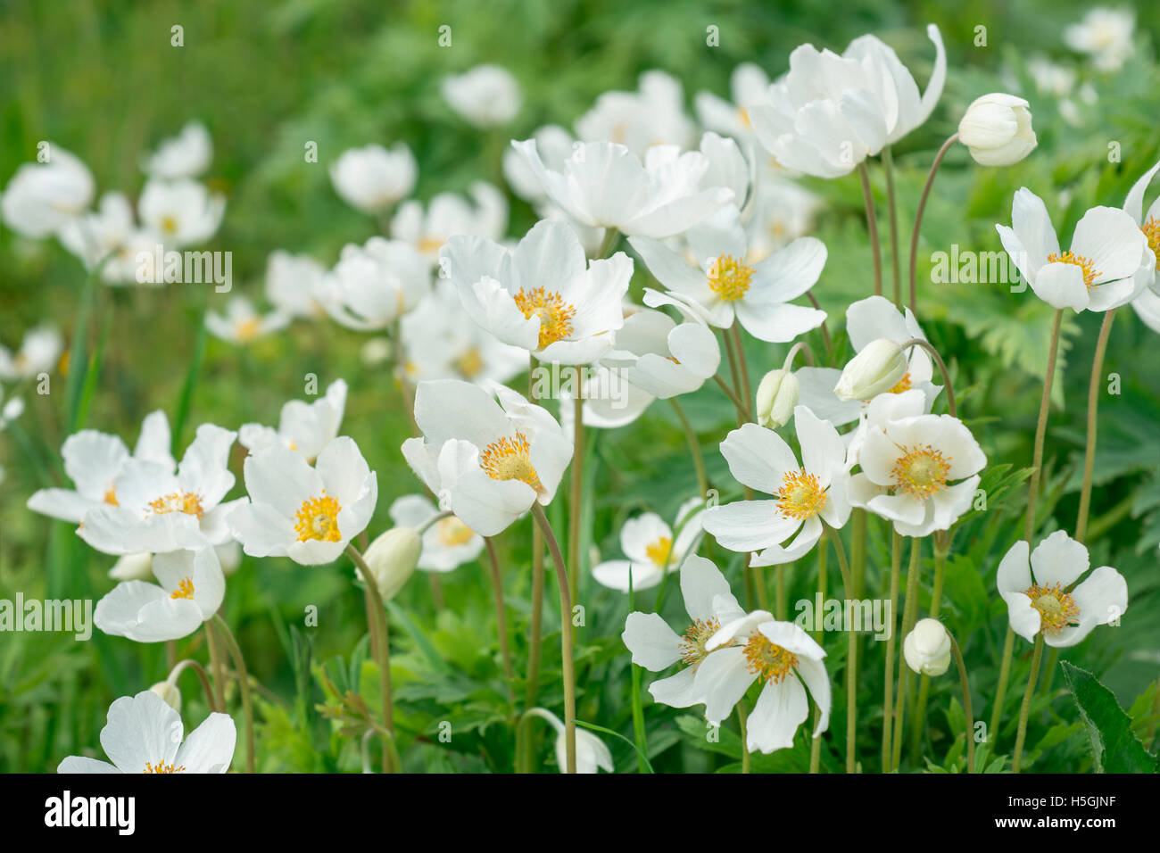 Flowers anemones Stock Photo - Alamy