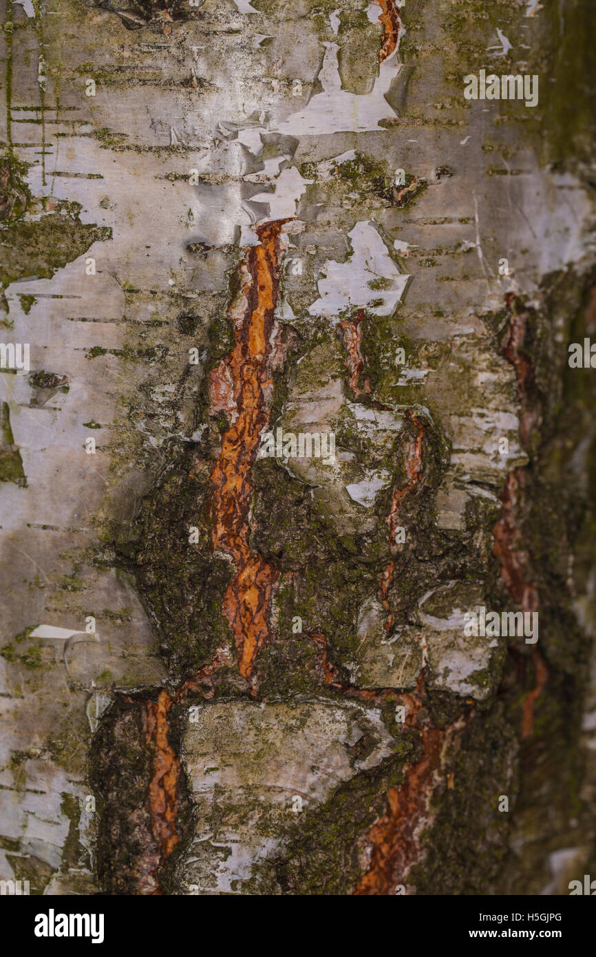 very old birch bark Stock Photo - Alamy