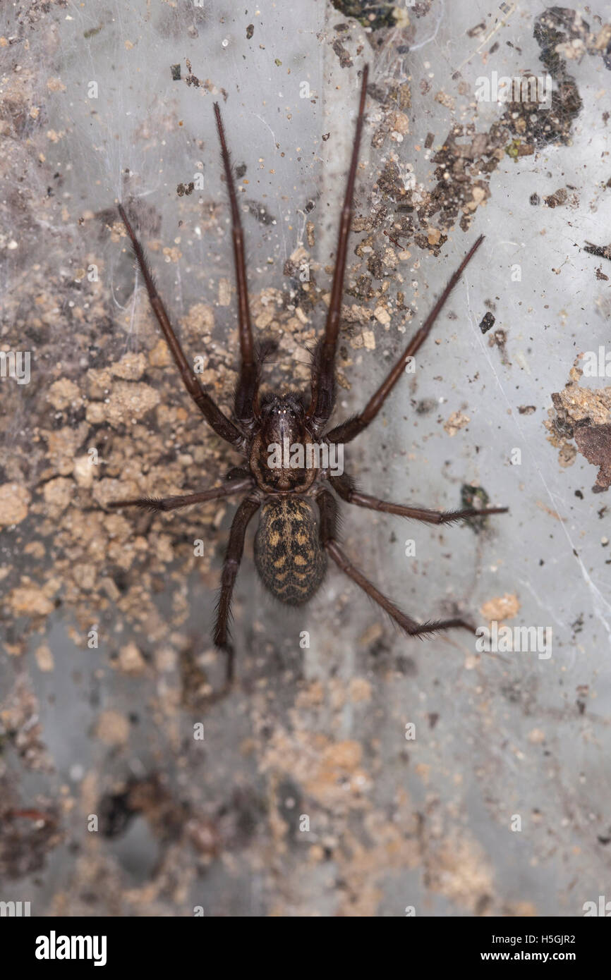 large spider in a spider web Stock Photo - Alamy