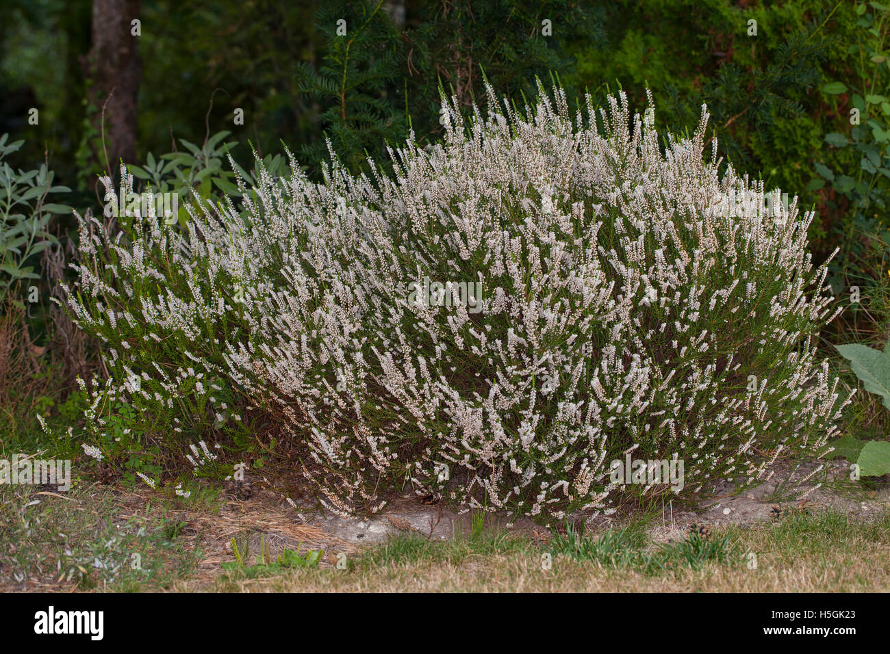 white heather garden Common Stock Photo - Alamy