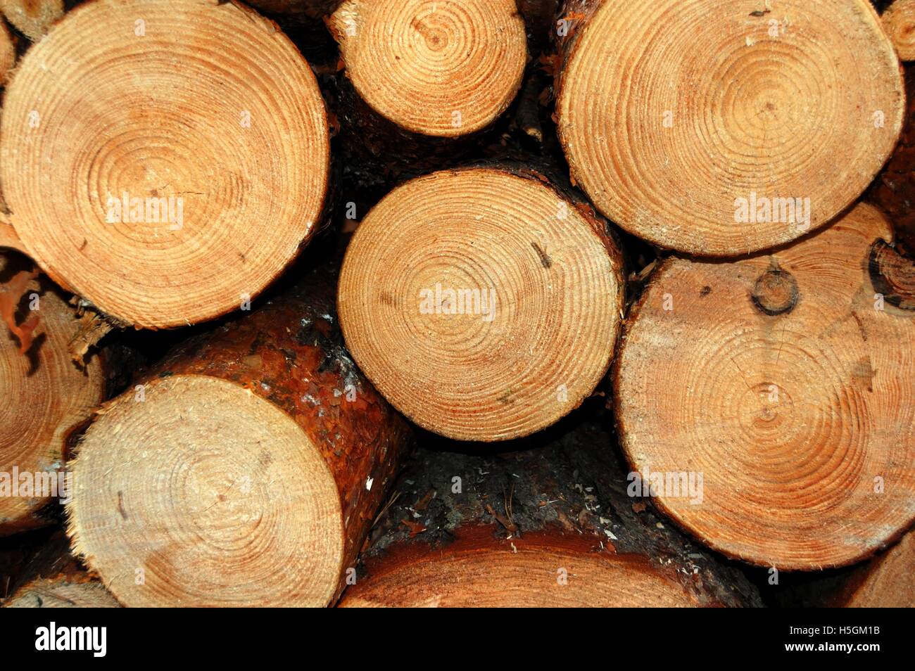 not split put firewood Stock Photo - Alamy not split put firewood Stock Photo - Alamy
