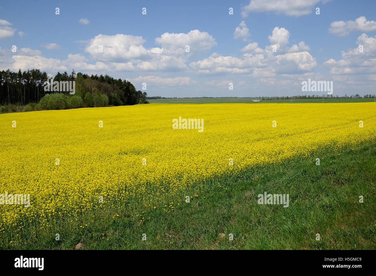 agricultural raps field with the forest and the blue cloudy sky Stock ...