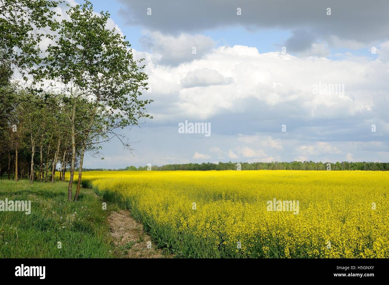 raps field with the blue cloudy sky Stock Photo - Alamy
