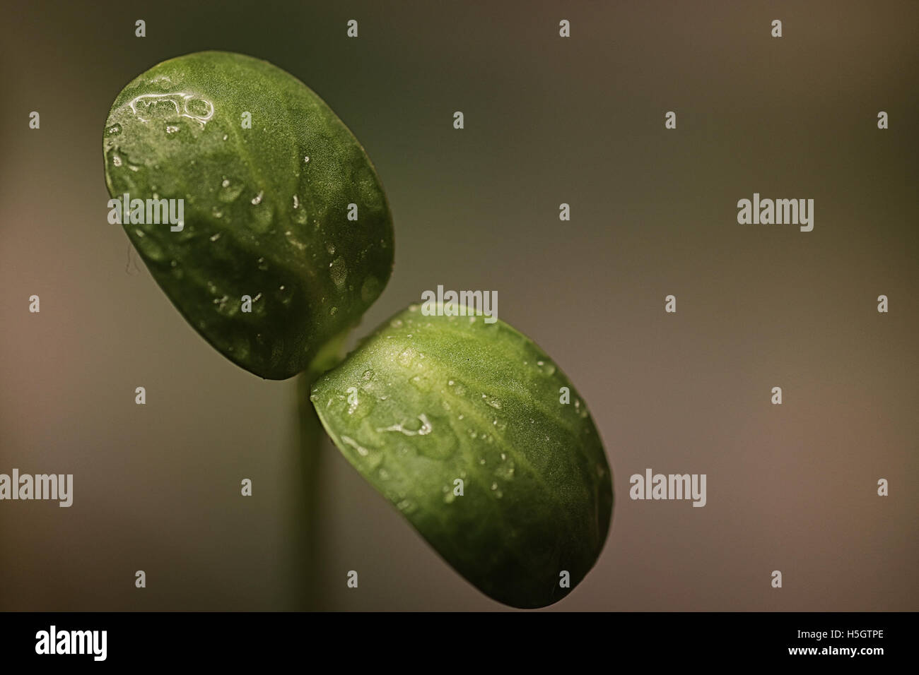 small sprout from seeds Stock Photo - Alamy