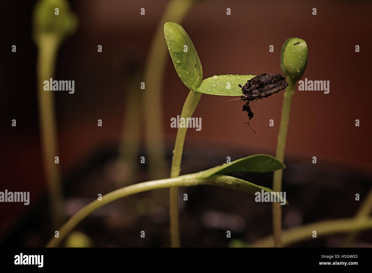 small sprout from seeds Stock Photo - Alamy