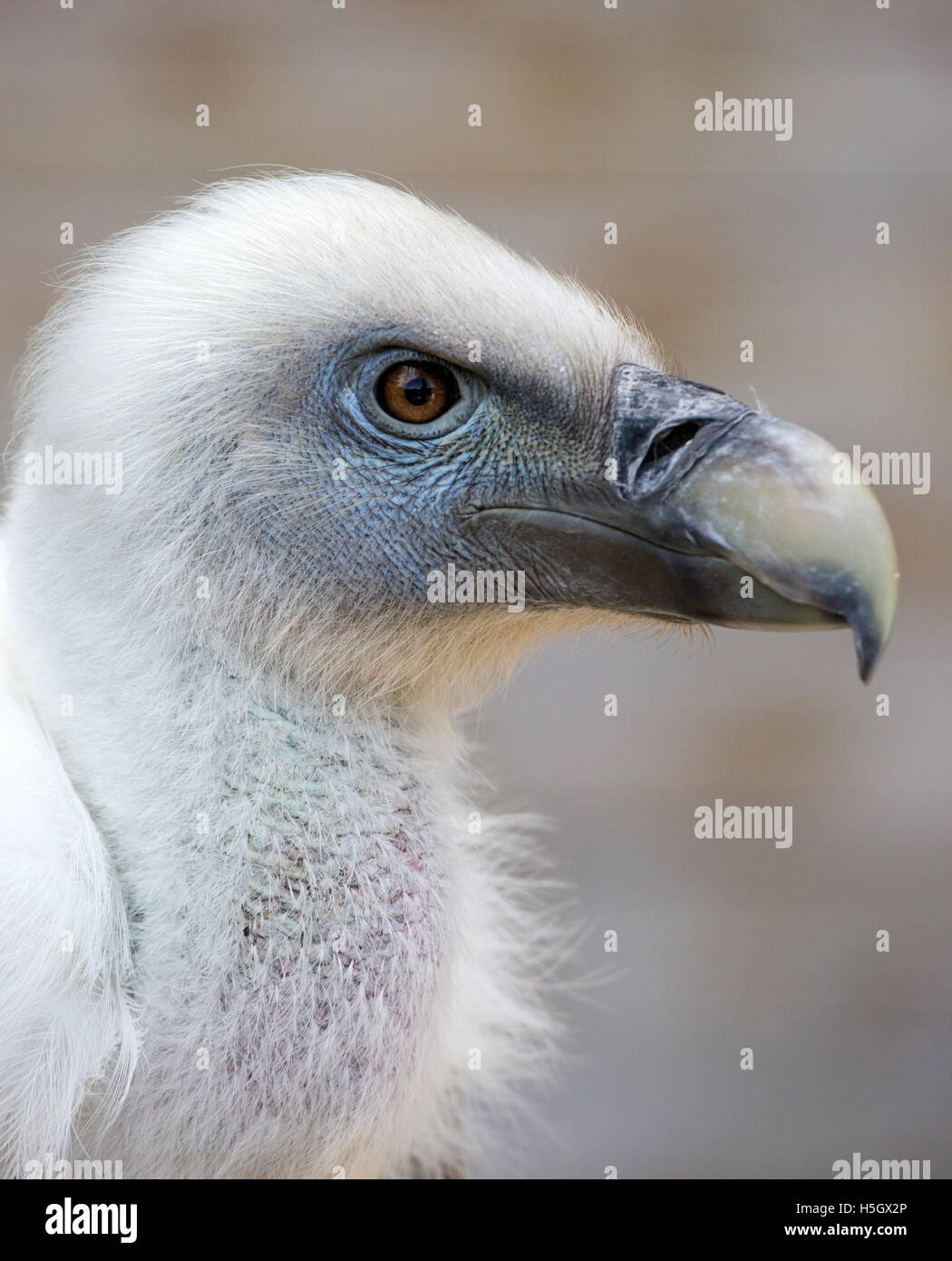 Portrait of a young white vulture Stock Photo - Alamy