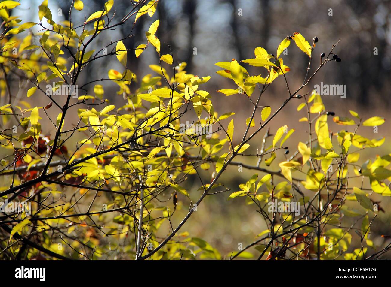 Fall motive hi-res stock photography and images - Alamy
