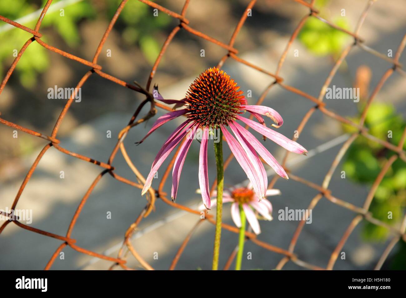 Sore Flower Plant High Resolution Stock Photography and Images - Alamy