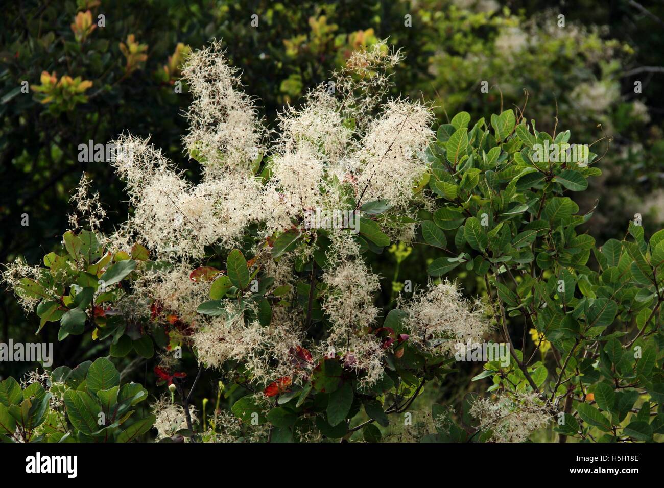 Smoke tree bloom hi-res stock photography and images - Alamy