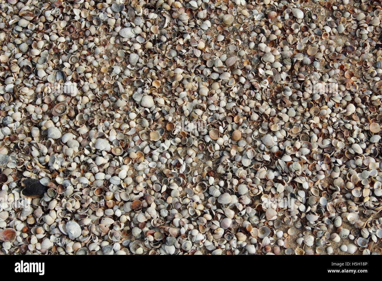 Texture of seashore Stock Photo - Alamy