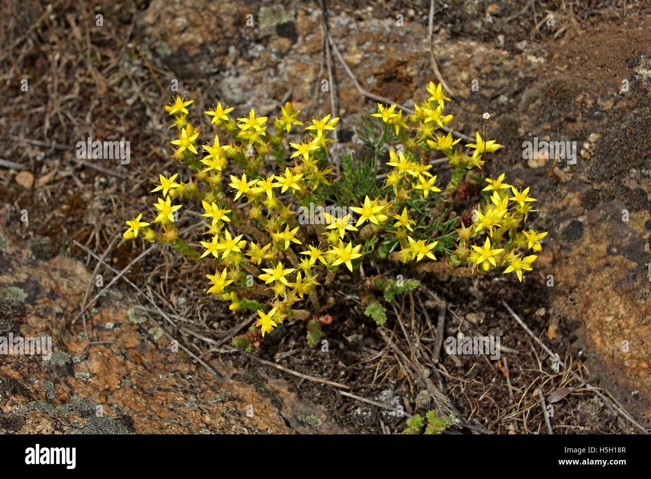 Steppe Flower High Resolution Stock Photography and Images - Alamy