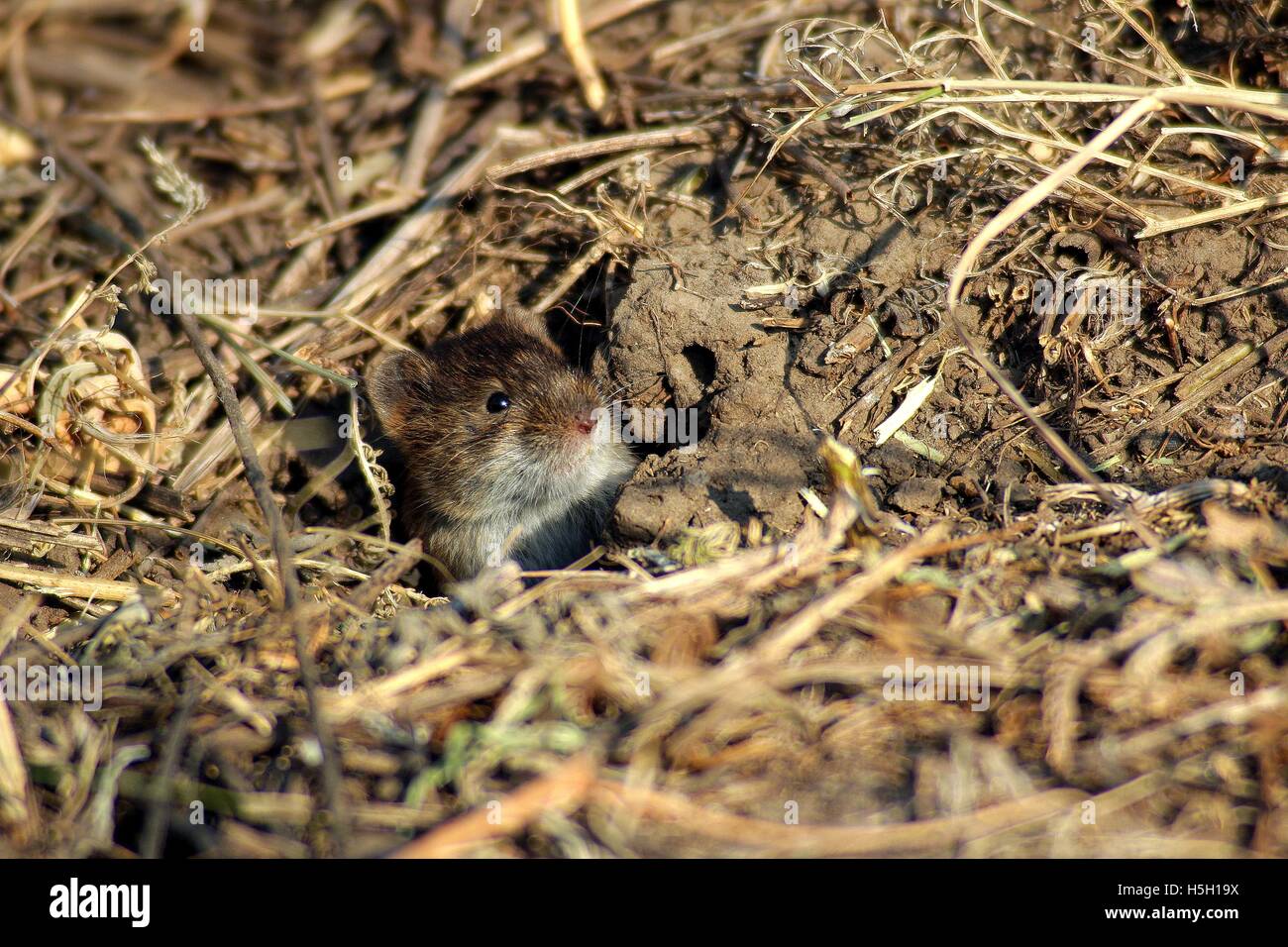 Field mouse burrow hi-res stock photography and images - Alamy