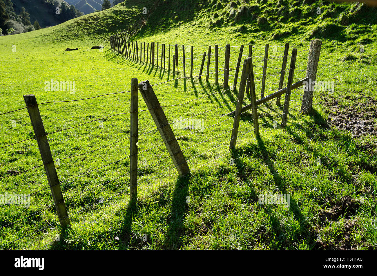 Green grass paddock field hi-res stock photography and images - Alamy