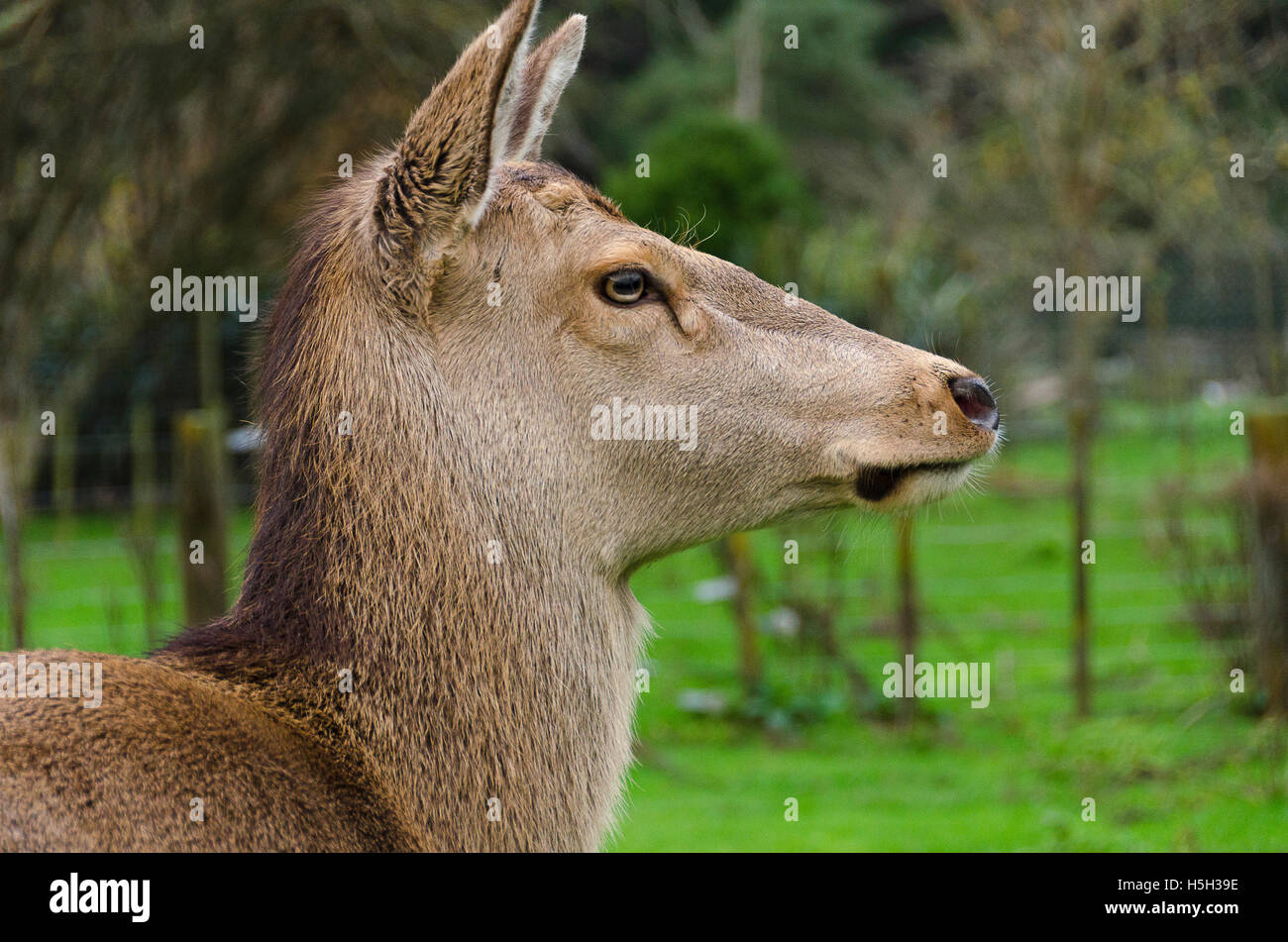 Deer farm new zealand hi-res stock photography and images - Alamy