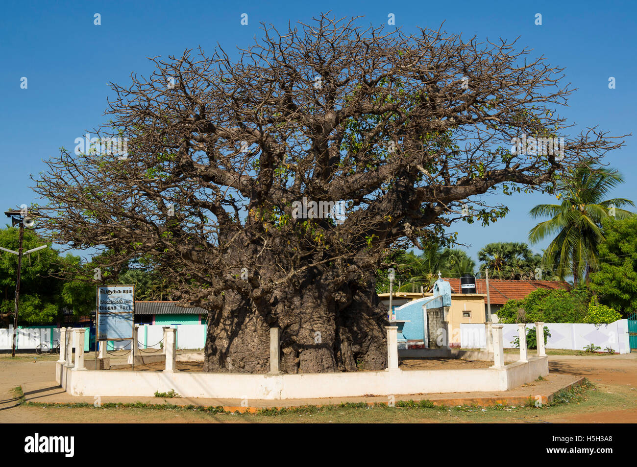 Large Baobab tree planted in 1477, Mannar town, Mannar Island, Sri ...