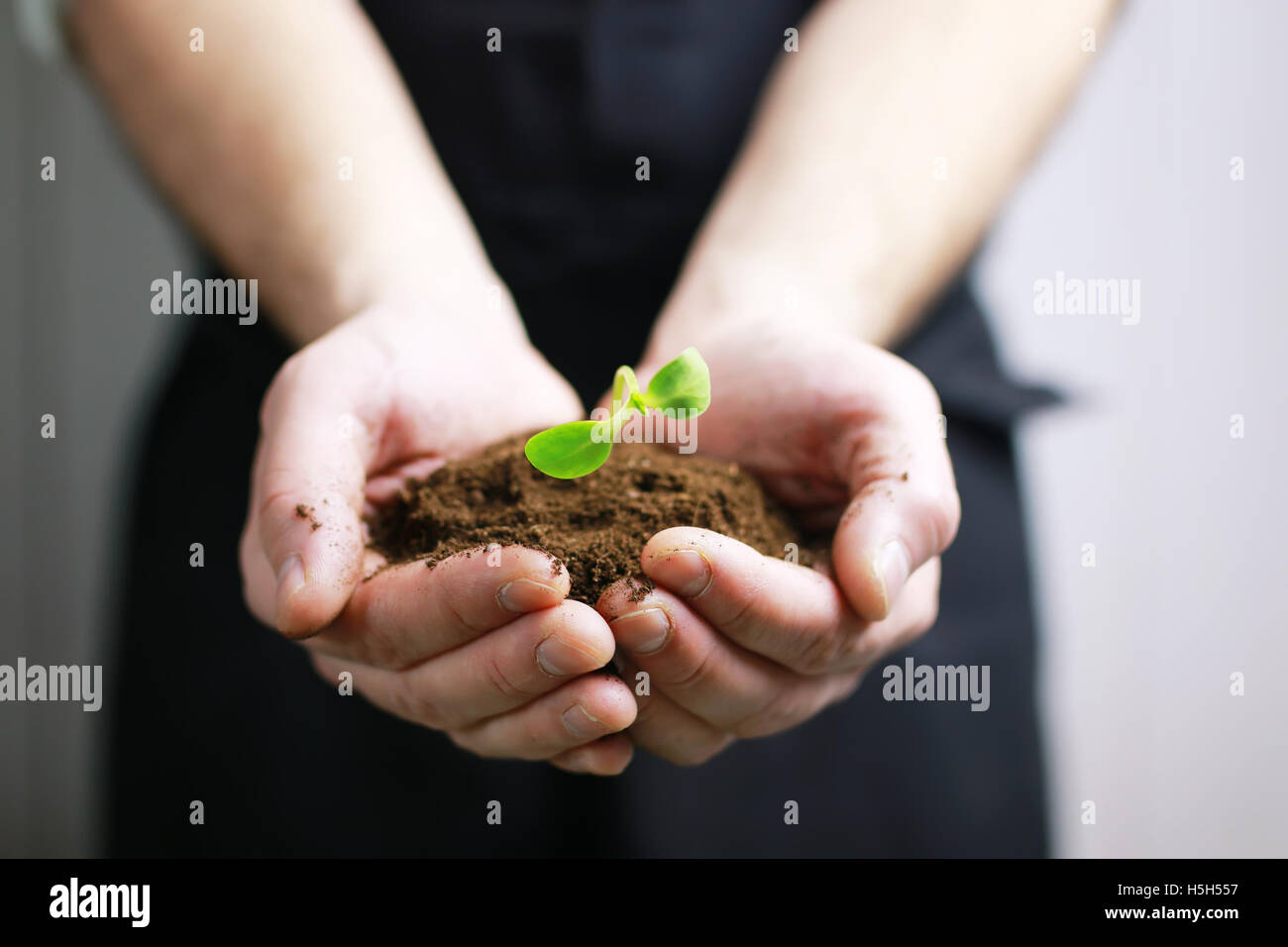 gardener hand sprout in palms Stock Photo - Alamy